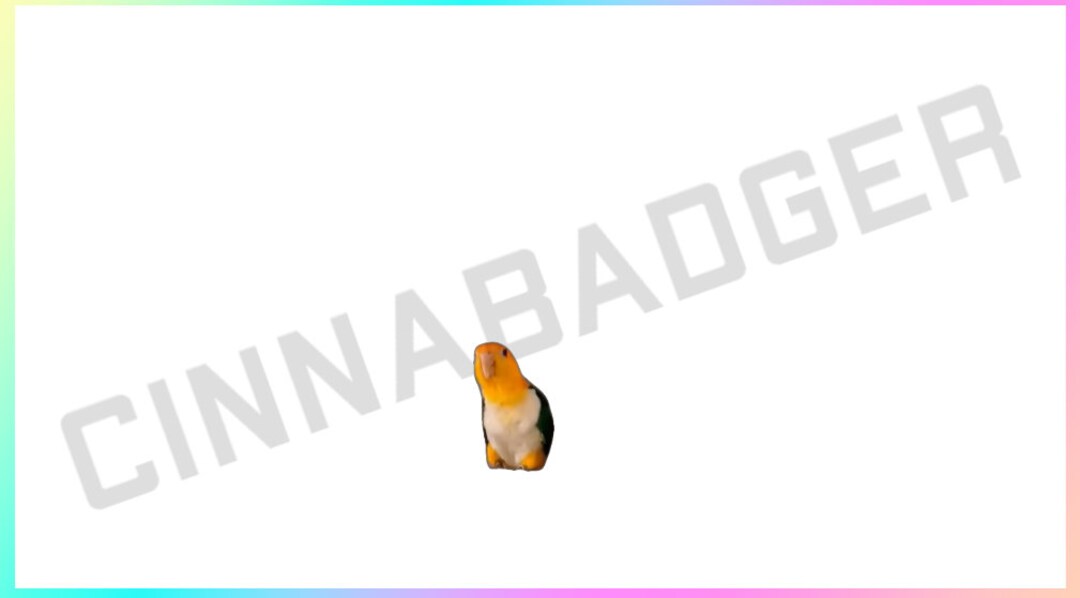 Transparent Background Sun Conure Bird Stream Decoration With Sound for ...