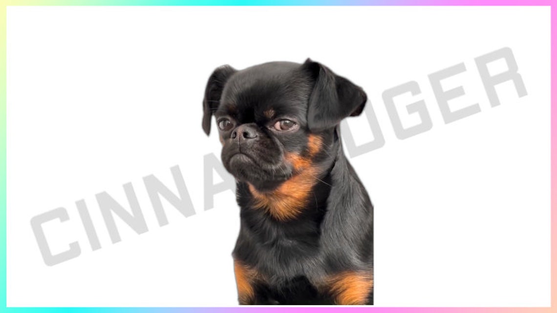 Transparent Background Sad Puppy Dog Stream Decoration for Channel ...