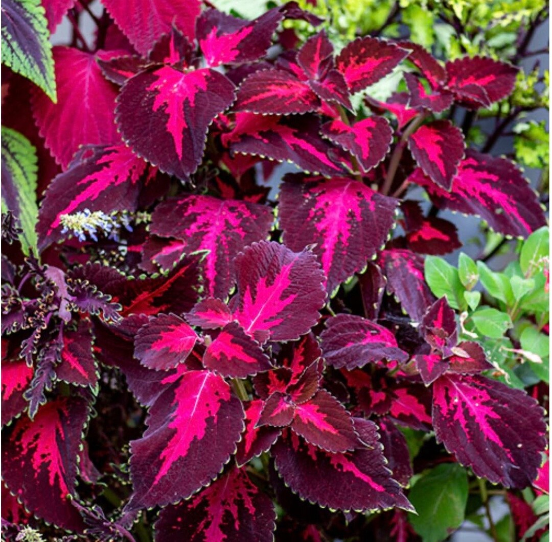 Fairway Series Coleuses/ Coleus Seeds - Etsy