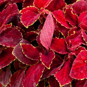 Fairway Series Coleuses/ Coleus Seeds - Etsy