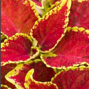 Fairway Series Coleuses/ Coleus Seeds - Etsy