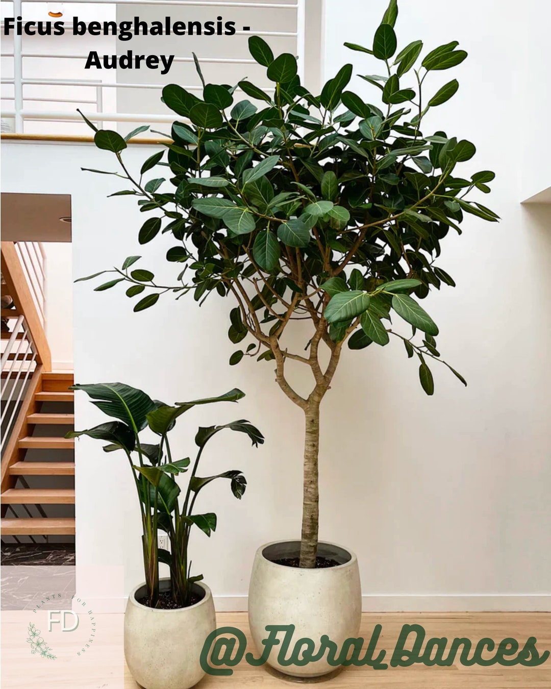 Ficus Benghalensis 'audrey' - Lush and Elegant Indoor Tree | Perfect ...