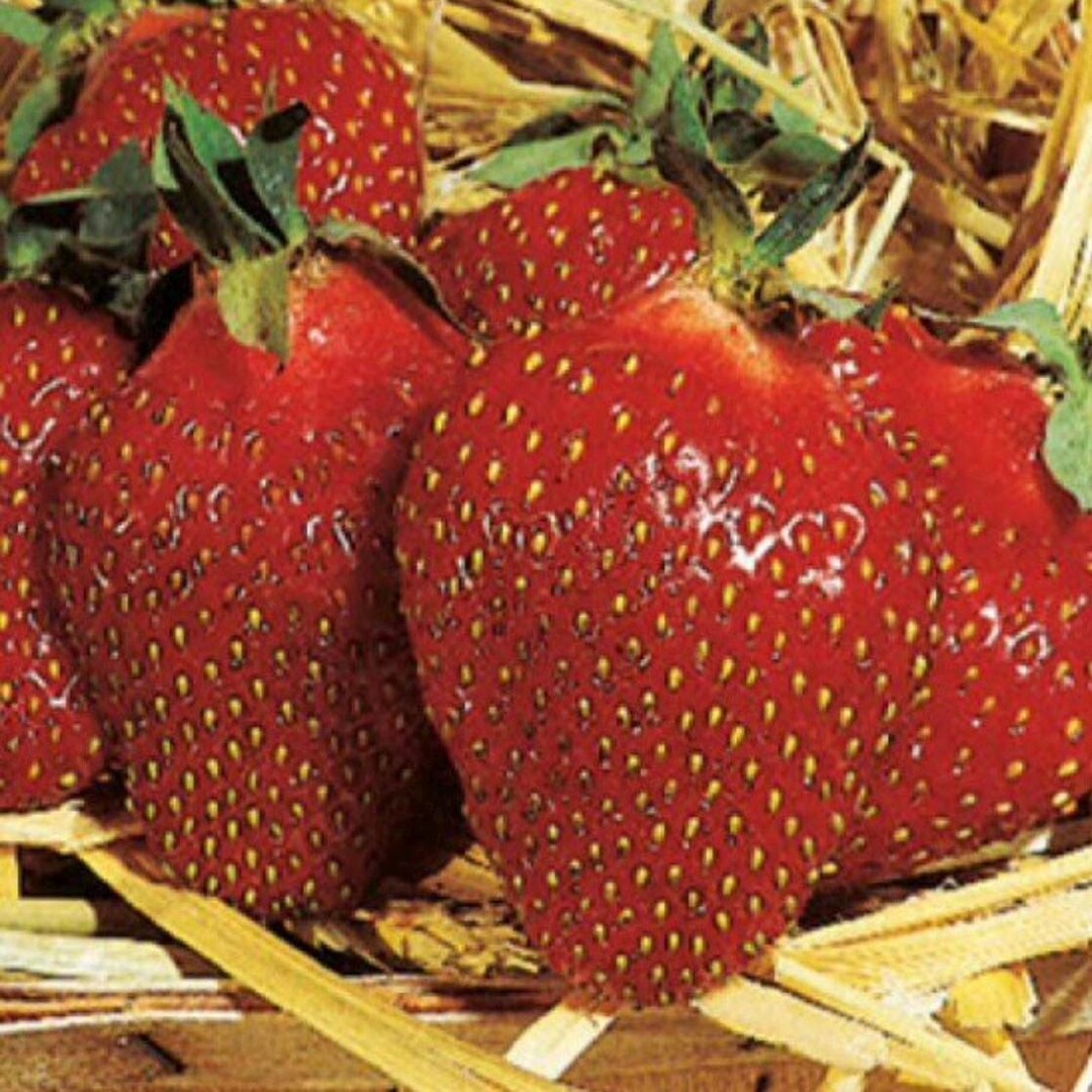 Strawberry Bare Root Plants or Seeds for Spring Planting | Organic ...