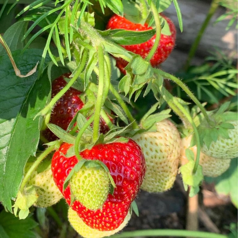 Strawberry Bare Root Plants or Seeds for Spring Planting | Organic ...