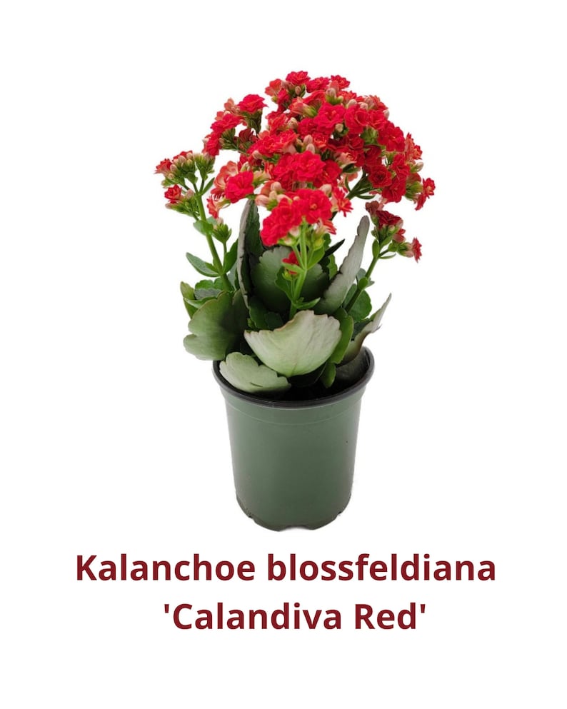 Kalanchoe Blossfeldiana 'calandiva Red\pink\white\orange' - Etsy