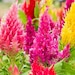 Celosia Seeds First Flame Mix 50 Pelleted Seeds - Etsy