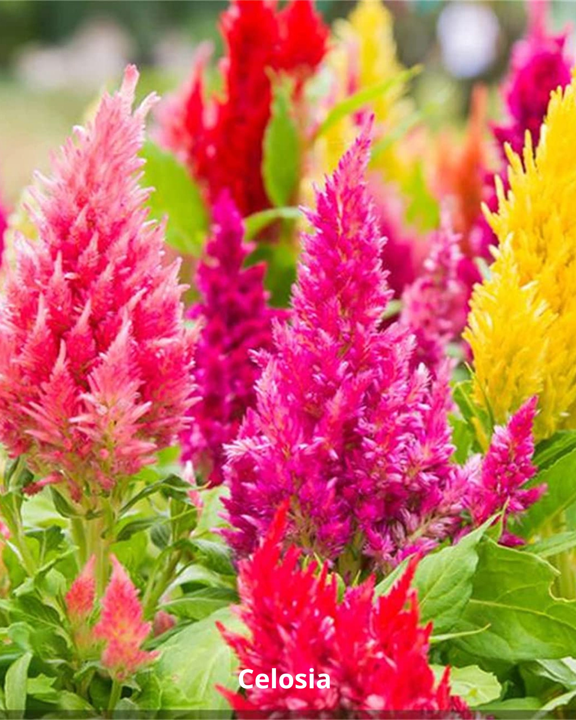 Celosia Seeds First Flame Mix 50 Pelleted Seeds - Etsy