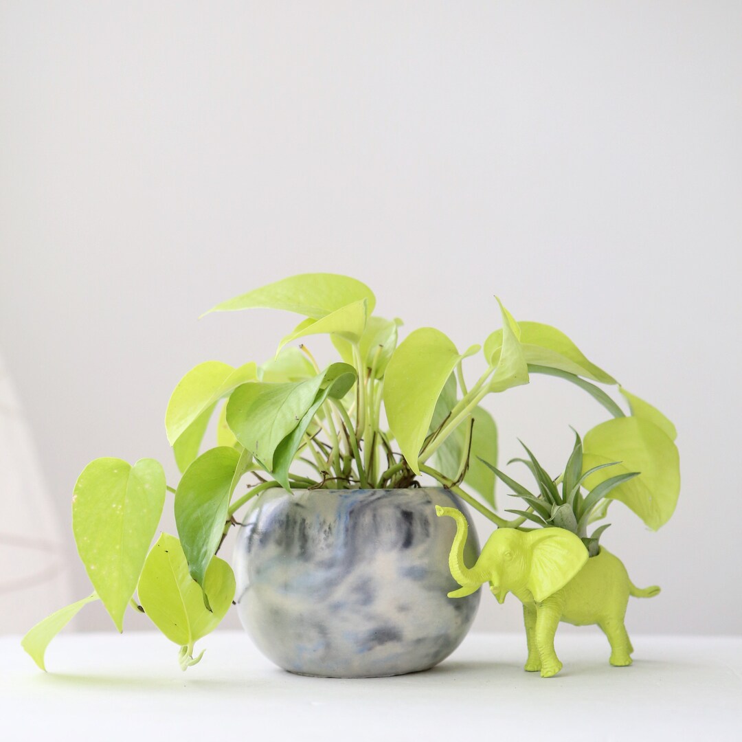 Neon Pothos (lime): Brighten up Your Home With This Vibrant Plant - Etsy