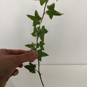Lush Green, White & Gold English Ivy Live Plant - Calibry Variety ...