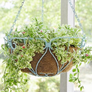 Variegated Sun Rose Starter Plant (dorotheanthus Mezoo Trailing Red ...