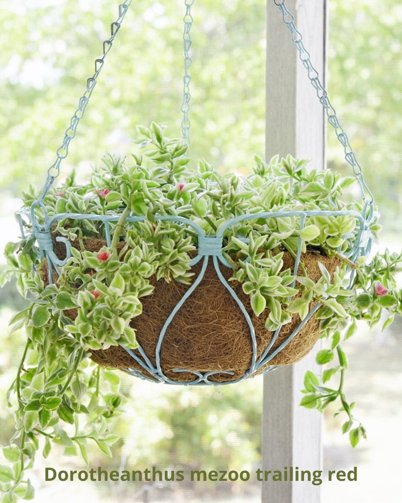 Variegated Sun Rose Starter Plant (dorotheanthus Mezoo Trailing Red ...