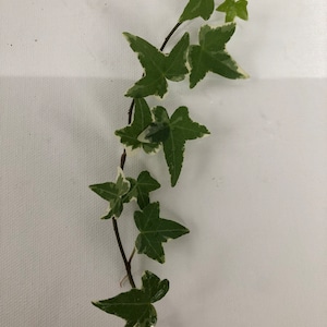 Lush Green, White & Gold English Ivy Live Plant - Calibry Variety ...
