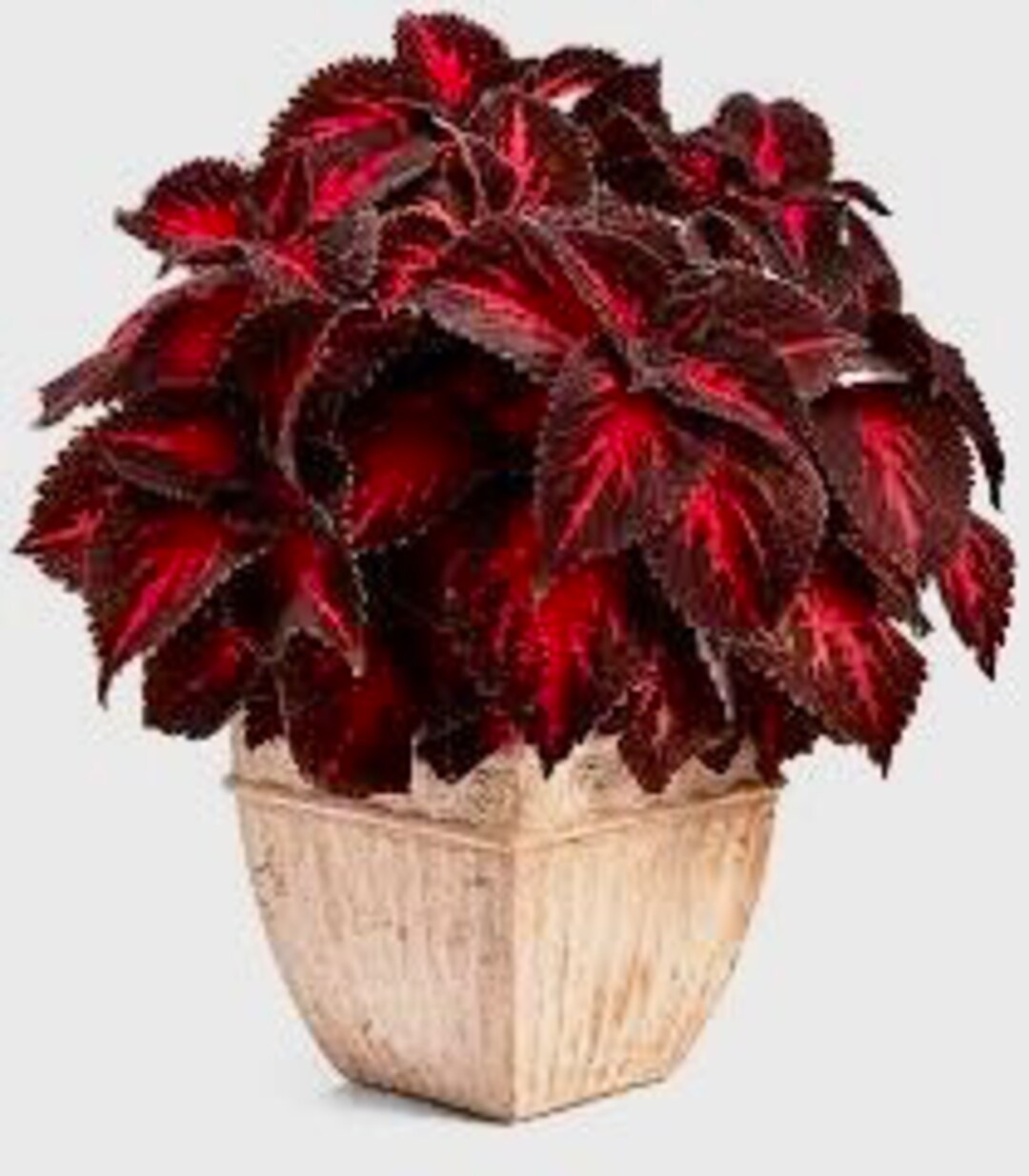 Fairway Series Coleuses/ Coleus Seeds - Etsy
