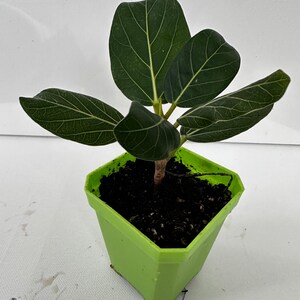 Ficus Benghalensis 'audrey' - Lush and Elegant Indoor Tree | Perfect ...