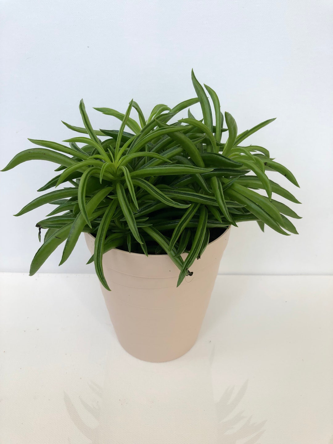 Peperomia happy Bean,peperomia Ferreyrae, Pincushion Peperomia House ...