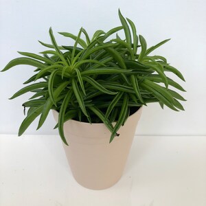 Peperomia happy Bean,peperomia Ferreyrae, Pincushion Peperomia House ...