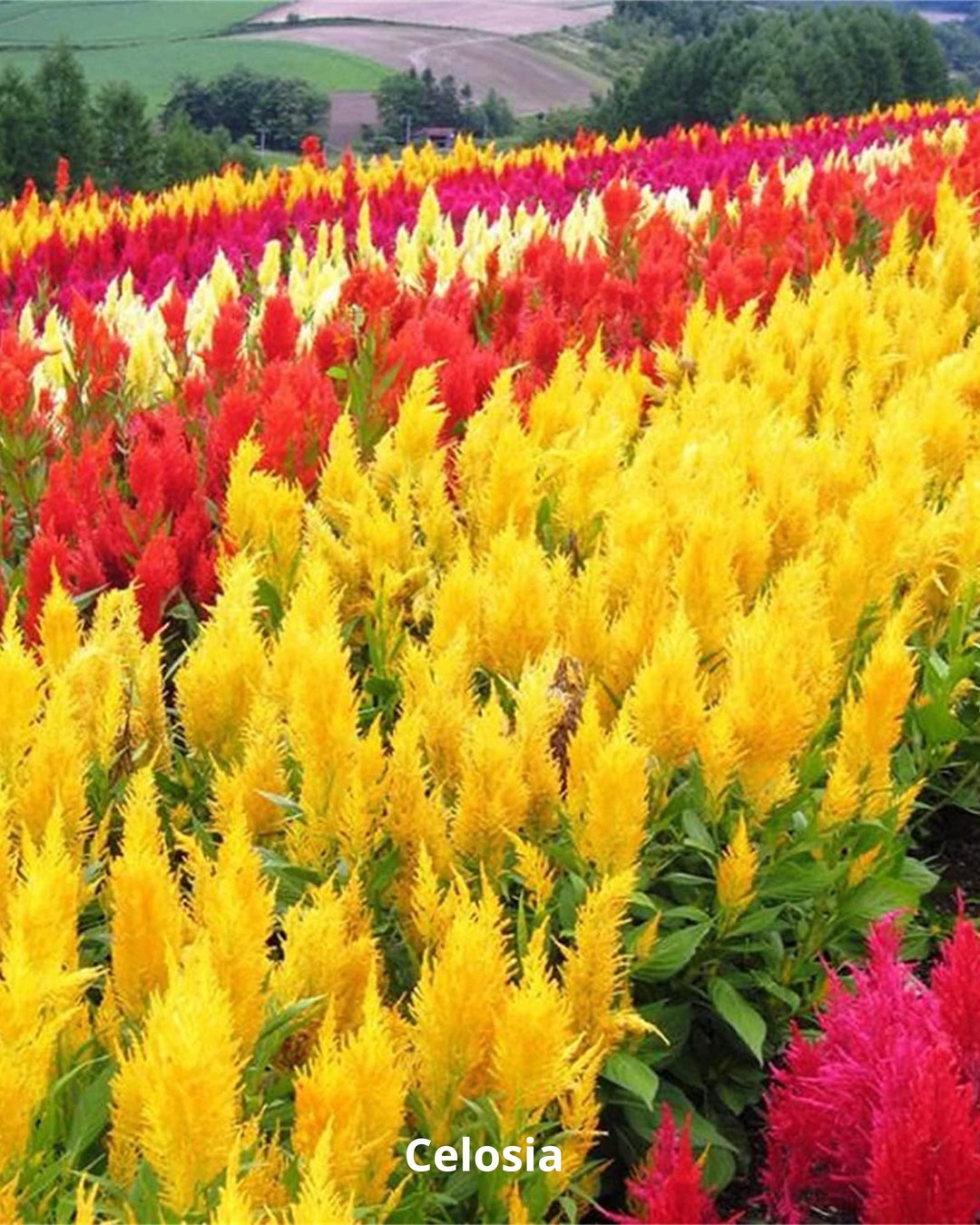 Celosia Seeds First Flame Mix 50 Pelleted Seeds - Etsy