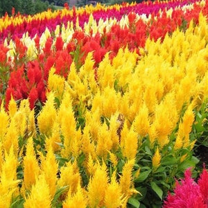 Celosia Seeds First Flame Mix 50 Pelleted Seeds - Etsy