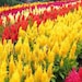 Celosia Seeds First Flame Mix 50 Pelleted Seeds - Etsy