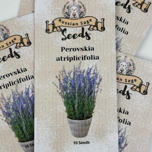 Russian Sage Seeds (perovskia Atriplicifolia) Packet of 10 Seeds - Etsy