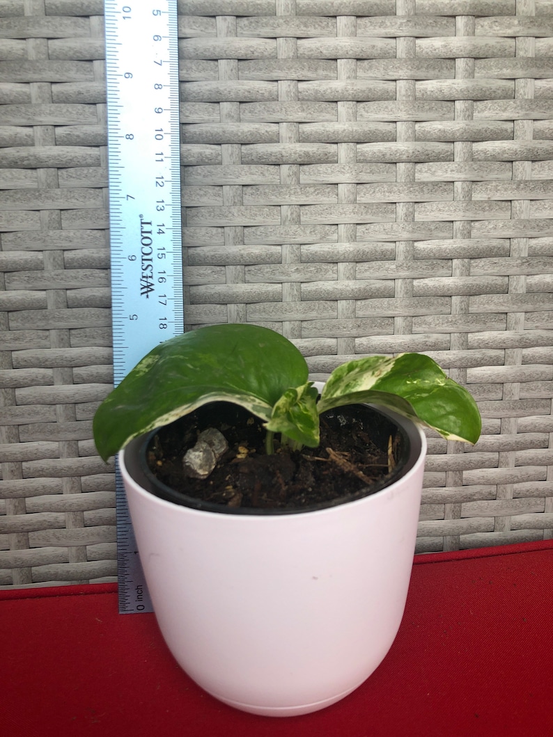 Pothos Marble Queen - 5-inch Unrooted Cutting or Rooted Seedling | Lush ...