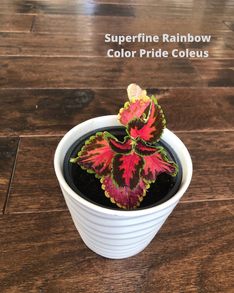 Superfine Rainbow Series Coleus - Vibrant, Easy-care Indoor/outdoor ...
