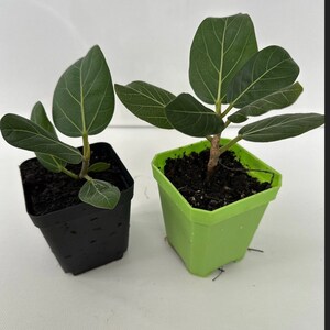 Ficus Benghalensis 'audrey' - Lush and Elegant Indoor Tree | Perfect ...