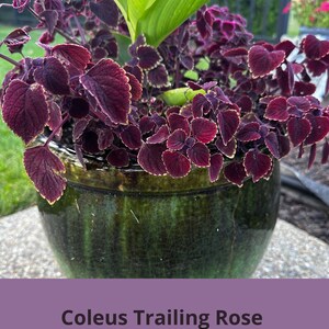 Fairway Series Coleuses/ Coleus Seeds - Etsy