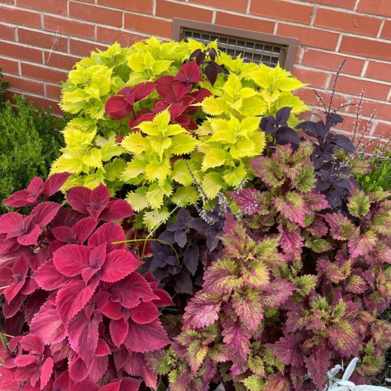 Coleus Plant - Etsy