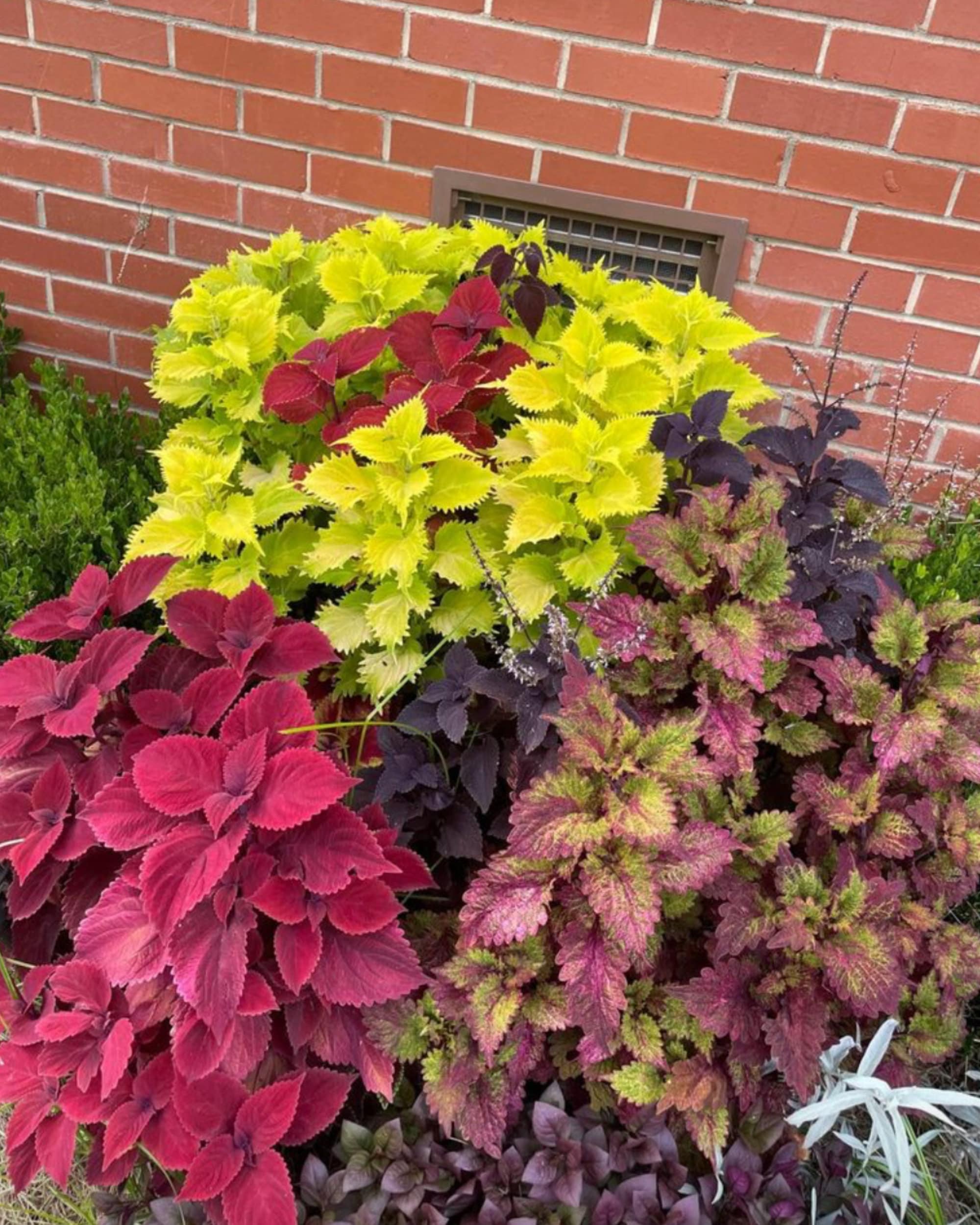 Mystery Coleus Plant Cutting - Etsy