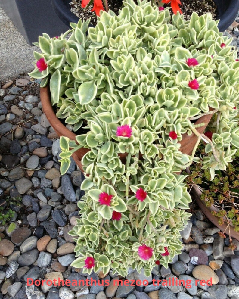 Variegated Sun Rose Starter Plant (dorotheanthus Mezoo Trailing Red ...