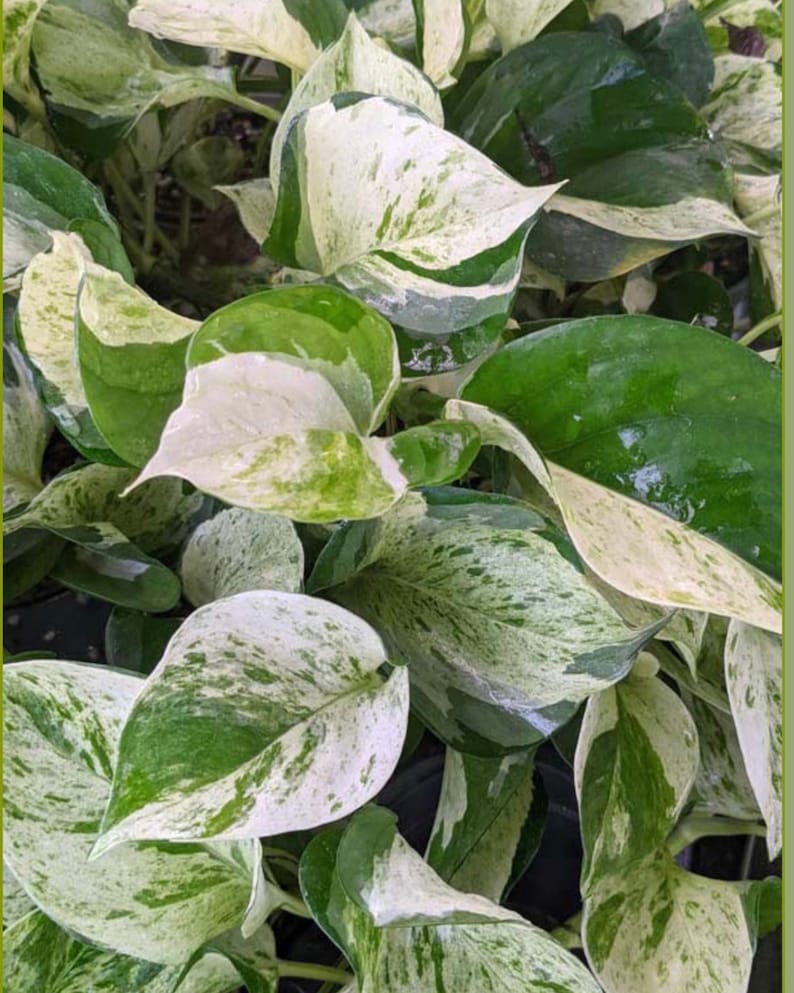 Pothos Marble Queen - 5-inch Unrooted Cutting or Rooted Seedling | Lush ...
