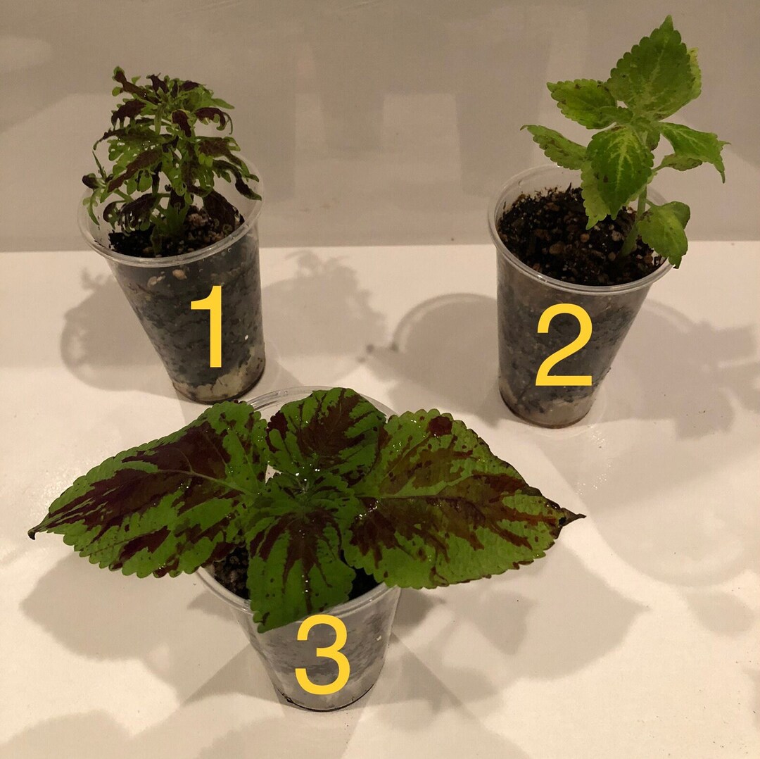 Part Shade Coleus Plants Seedlings - Etsy