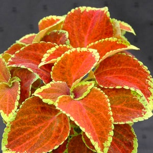 Fairway Series Coleuses/ Coleus Seeds - Etsy