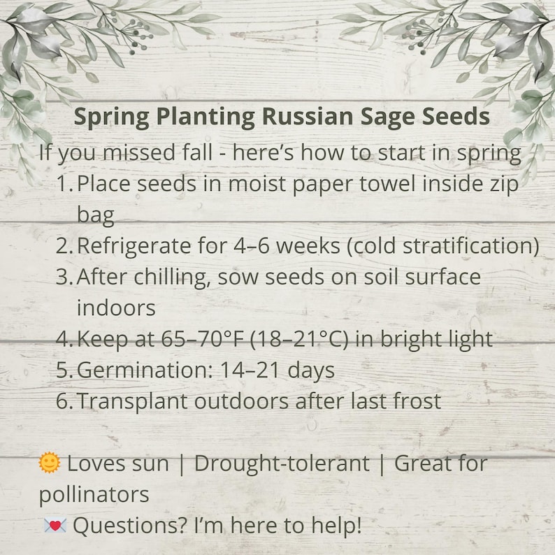 Russian Sage Seeds (perovskia Atriplicifolia) Packet of 10 Seeds - Etsy