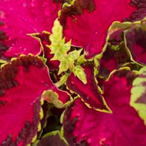 Fairway Series Coleuses/ Coleus Seeds - Etsy