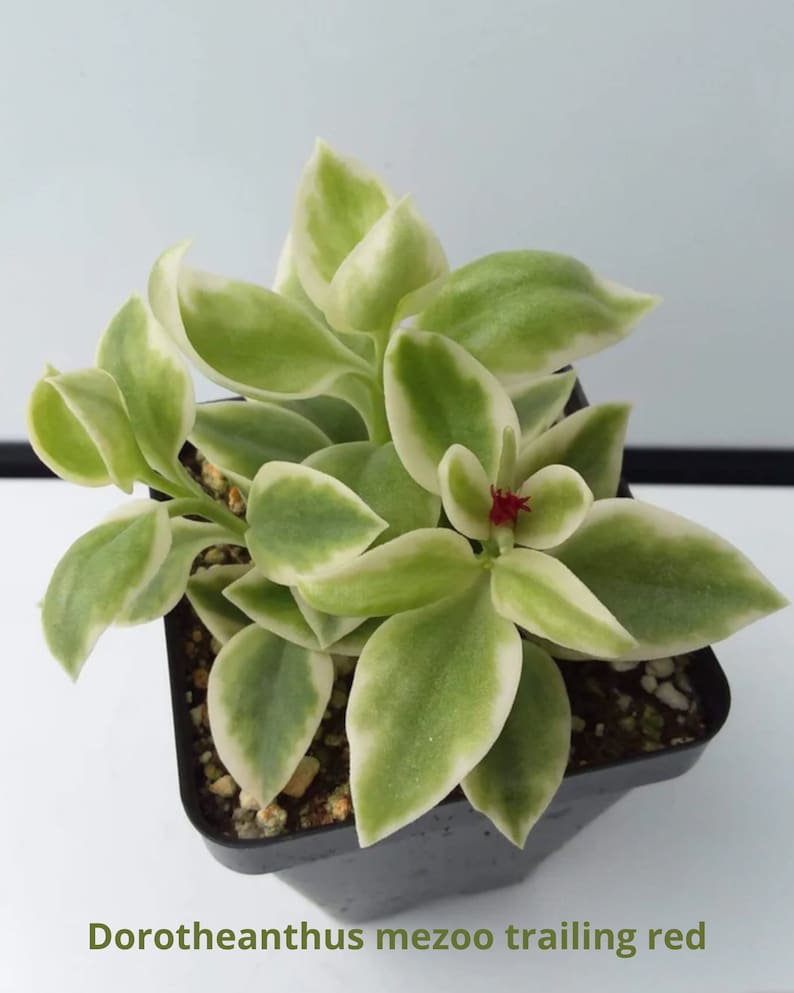 Variegated Sun Rose Starter Plant (dorotheanthus Mezoo Trailing Red ...