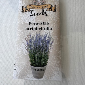 Russian Sage Seeds (perovskia Atriplicifolia) Packet of 10 Seeds - Etsy
