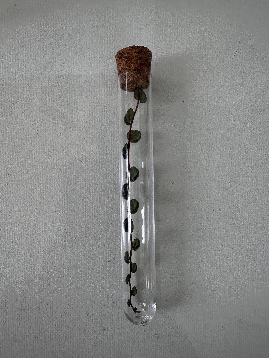 Variegated String of Turtles Plant Rooted & Cutting Options Exotic ...