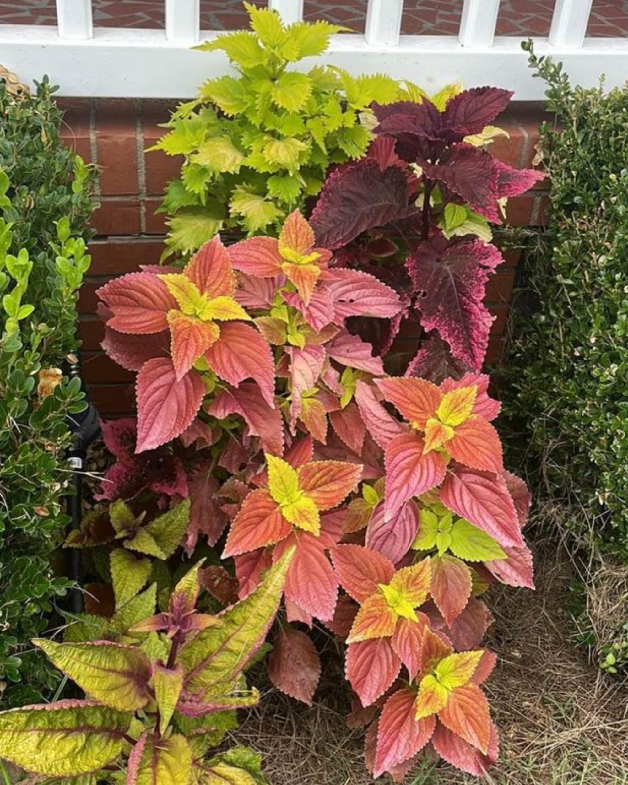 Mystery Coleus Plant Cutting - Etsy
