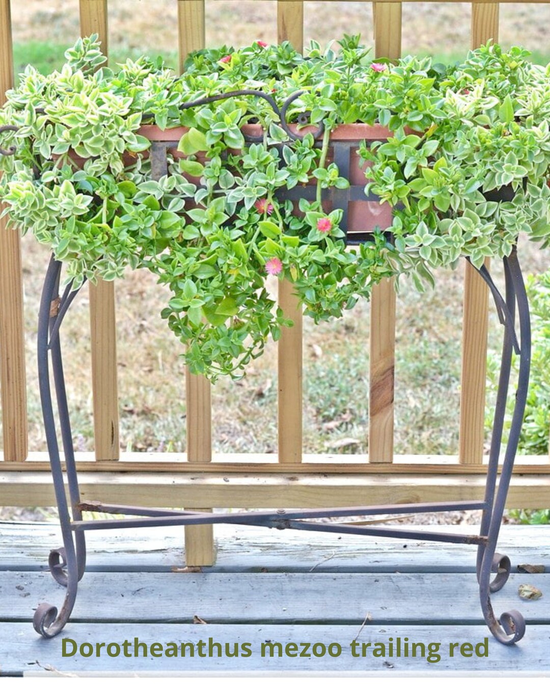 Variegated Sun Rose Starter Plant (dorotheanthus Mezoo Trailing Red ...