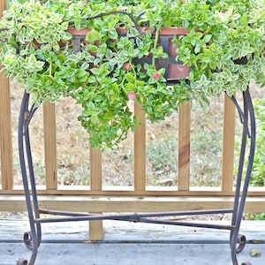 Variegated Sun Rose Starter Plant (dorotheanthus Mezoo Trailing Red ...