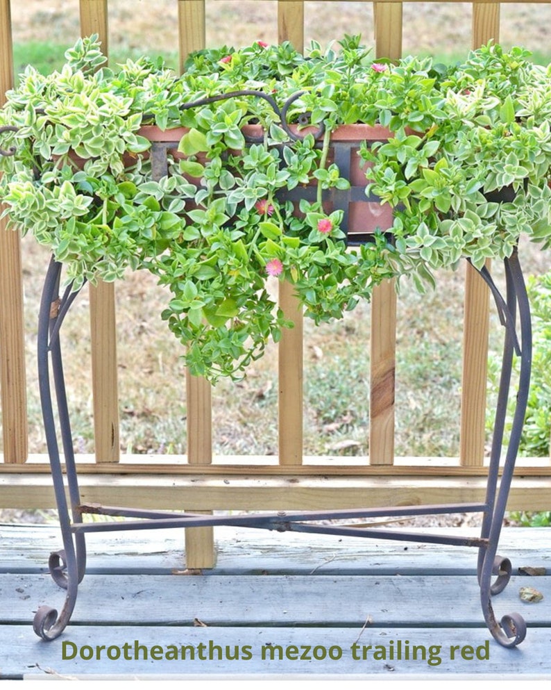 Variegated Sun Rose Starter Plant (dorotheanthus Mezoo Trailing Red ...