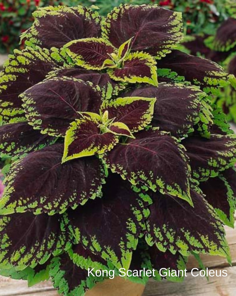 KONG SERIES COLEUS Coleus Cutting Coleus Seeds Coleus - Etsy