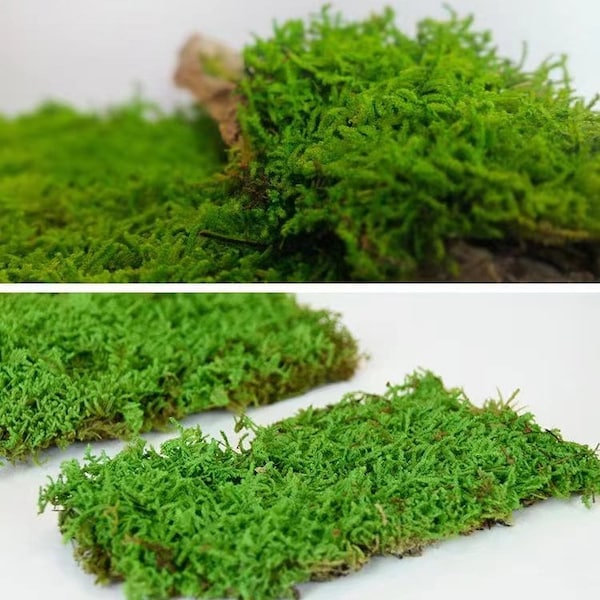 Green Sheet Moss - Etsy