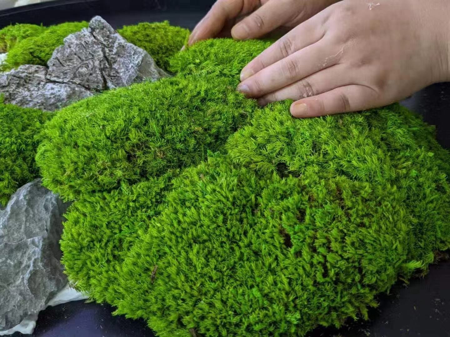 Bulk Wholesale Preserved Moss Natural Green Moss Dyed Moss - Etsy