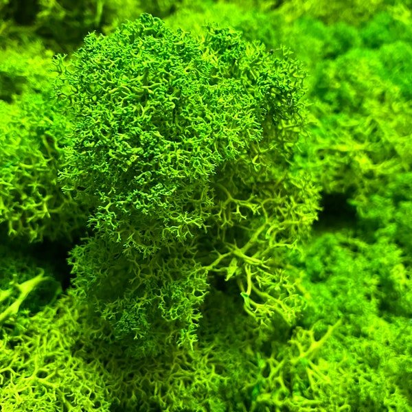 Reindeer Moss - Etsy