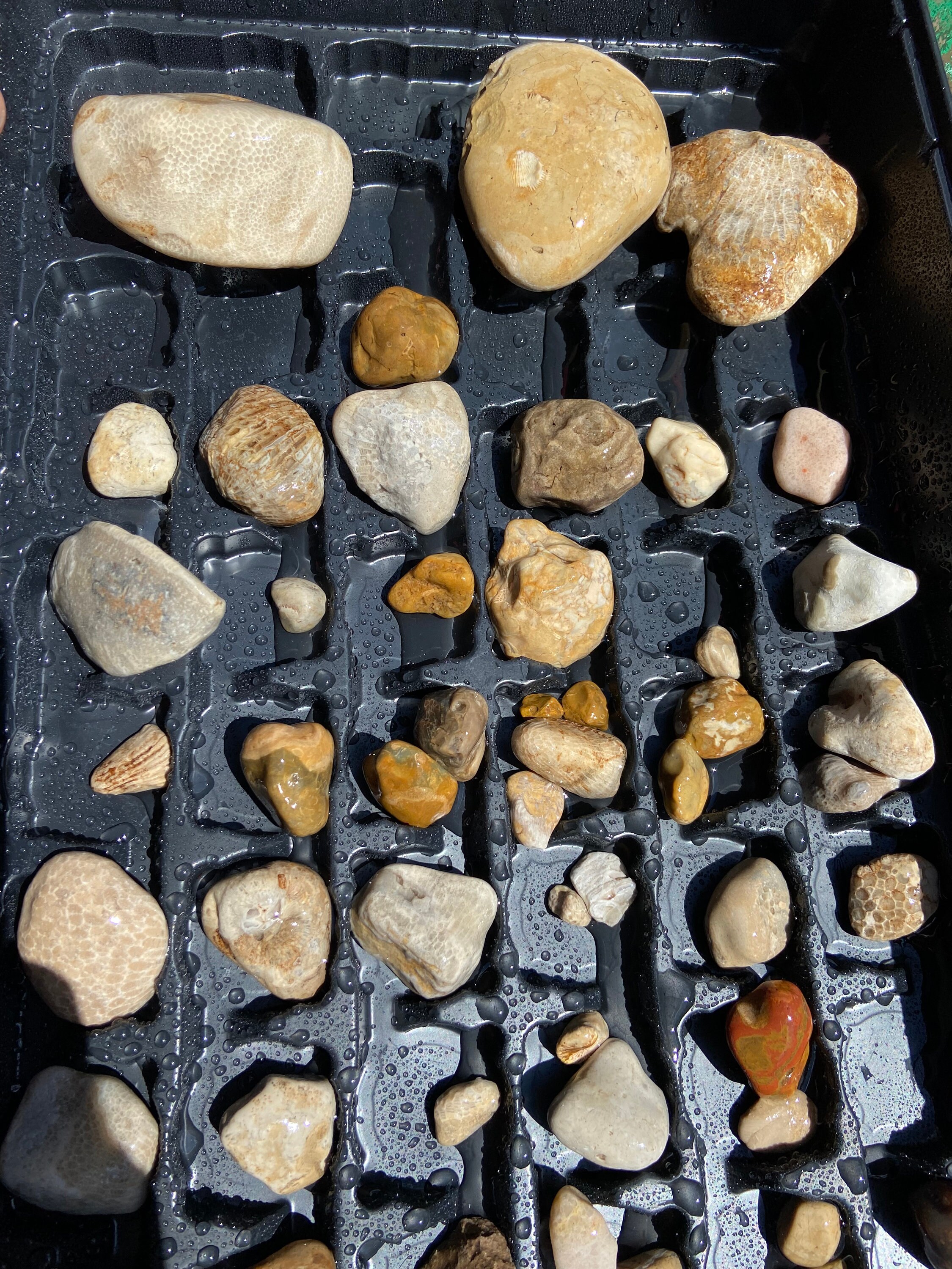 Lake Superior Fossils and Coral Fossils ~ Sold per Pound - Etsy