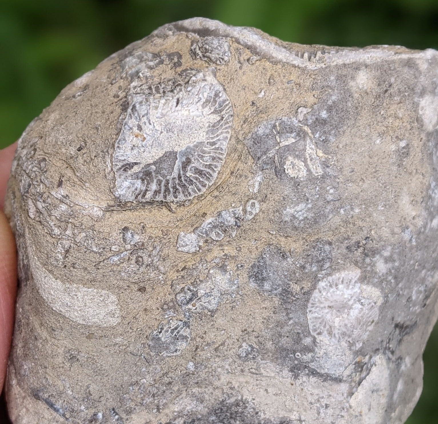 Michigan Rugosa, Crinoid and Cladophora Fossil Conglomerate (horn Coral ...