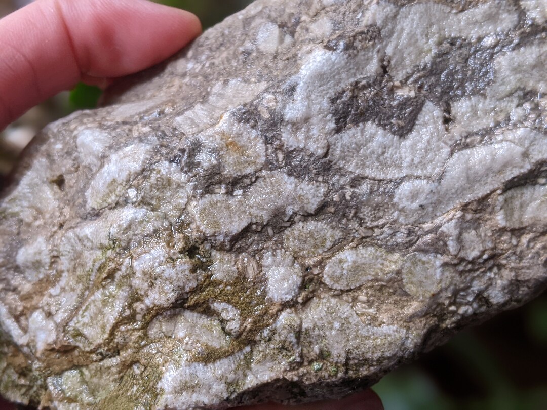 Michigan Cladophora Fossils (algae, Limestone) 2 Lbs. Unpolished ...